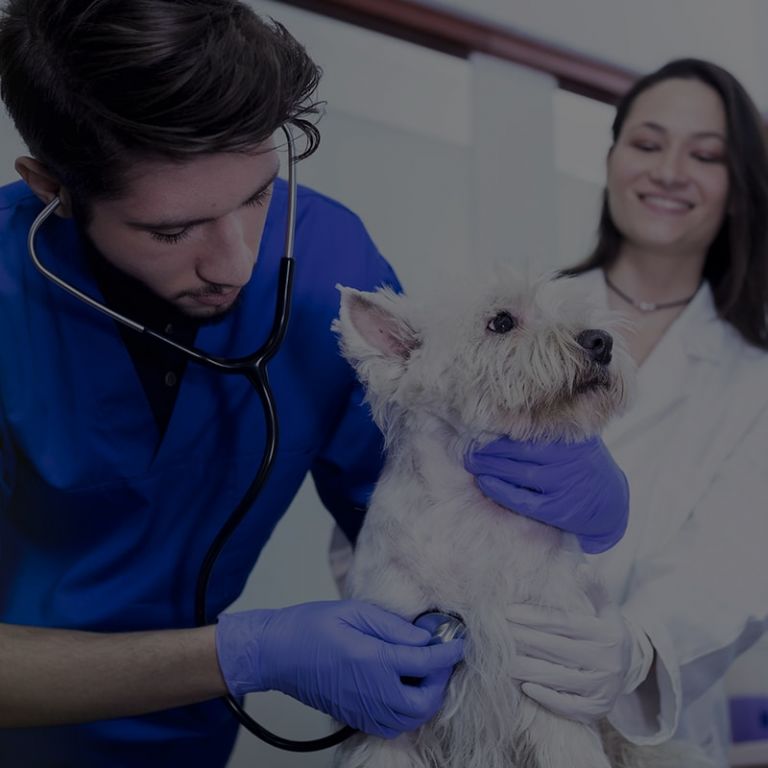 Veterinary Surgical Products - Hemostats, Sutures & More